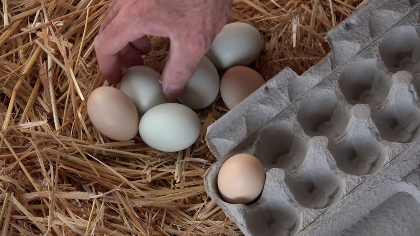 Collecting Eggs From Straw Nest To Egg Box Stock Footage Video 139219 ...
