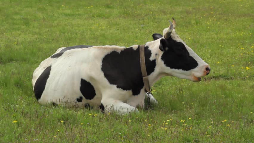 Cow Eats Grass Stock Footage Video 802744 Shutterstock