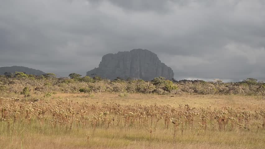 Brazilian Cerrado Plants, National Brazilian Park Sempre Vivas. Minas ...