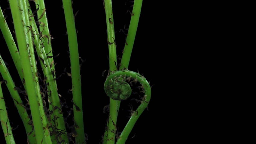 Time-lapse of Growing Baby Fern, Stock Footage Video (100% Royalty-free ...