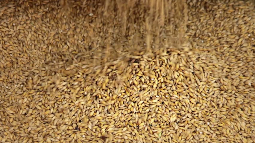 Falling Barley Grain Stock Footage Video (100% Royalty-free) 1003606 ...