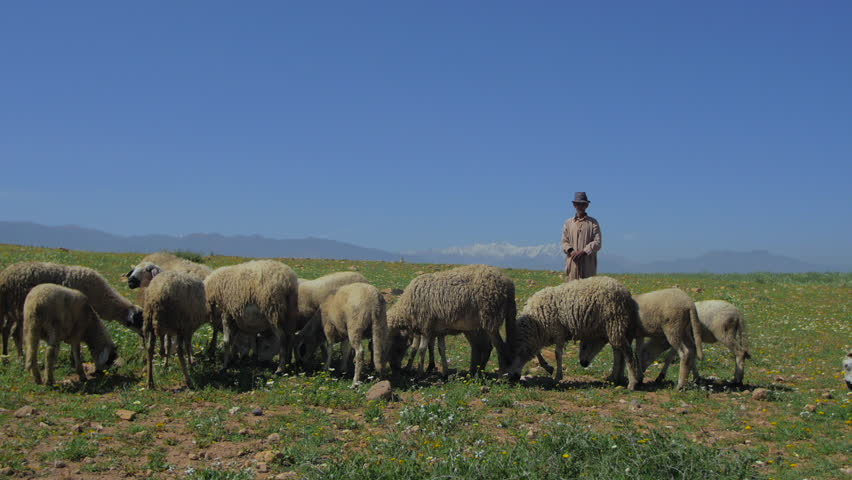 Moroccan Berber Sheep Shepherd with Stock Footage Video (100% Royalty ...