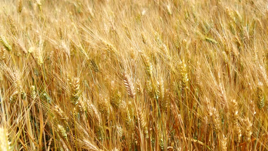 Stock video of harvest of ripe wheat and ready | 10046036 | Shutterstock