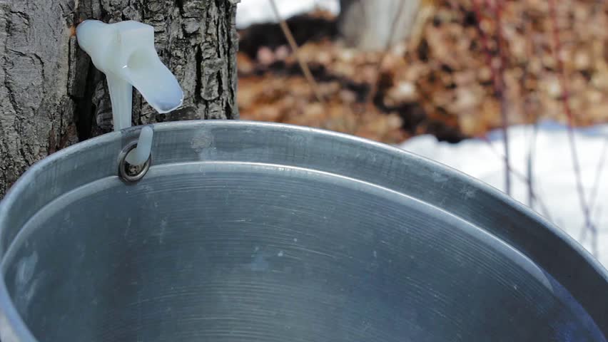 Maple Syrup Tapping Tree And Sap Dripping Videos de metraje en stock ...