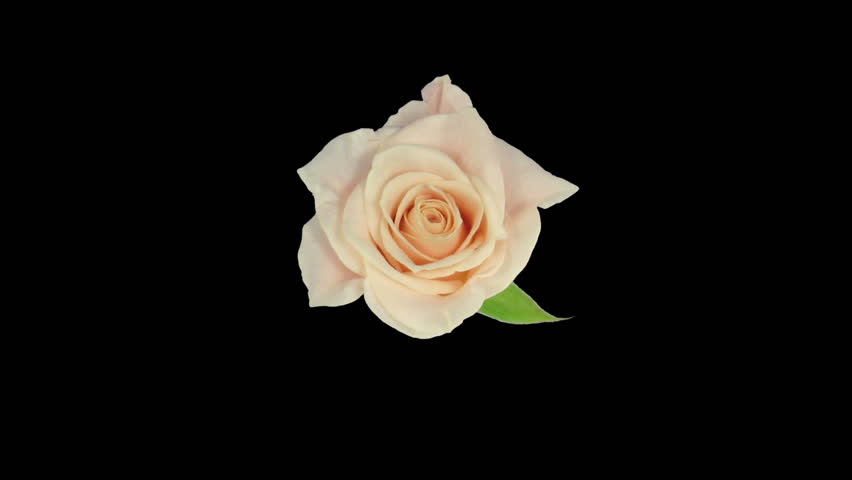 Time-lapse Of Opening Pink "Blushing Akito" Rose 3x1 In .PNG+ Format ...