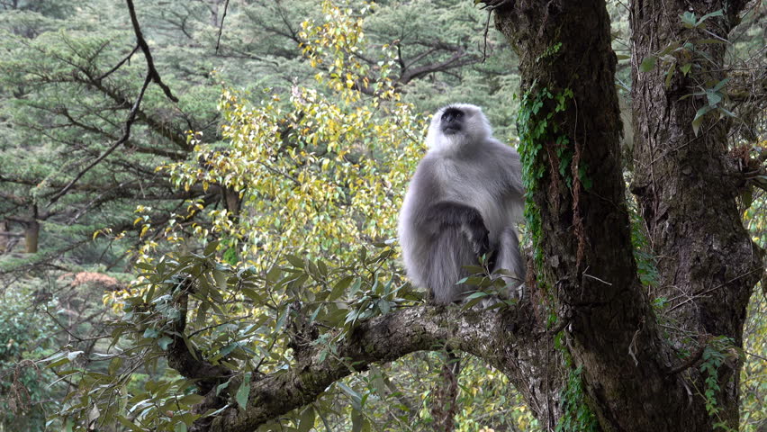 Stock Video Clip of Kashmir gray langur (Semnopithecus ajax) monkey ...