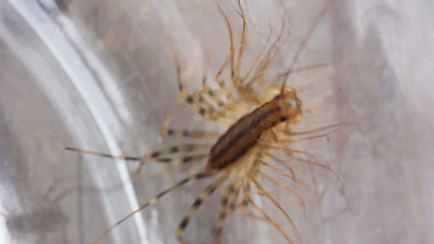 Close up of House Centipede image - Free stock photo - Public Domain ...