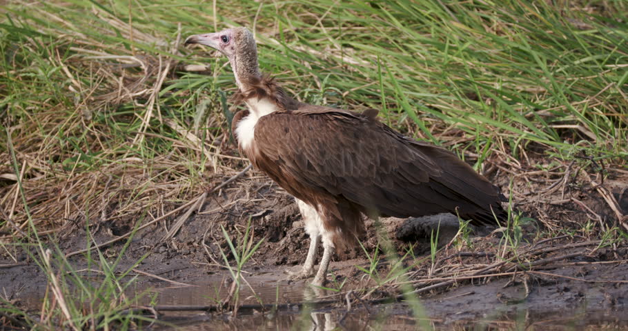 Close-up Of Hooded Vulture Drinking At A Rivers Edge, Okavango Delta ...