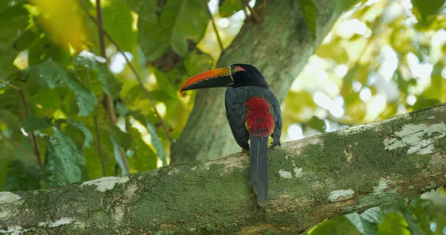 Collared Aracari Toucan - Pteroglossus torquatus image - Free stock ...
