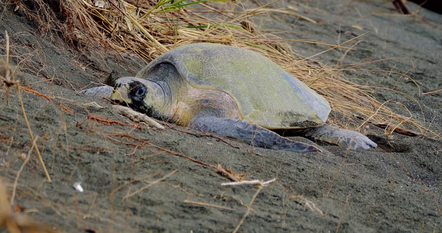 Sea Turtle on shore image - Free stock photo - Public Domain photo ...