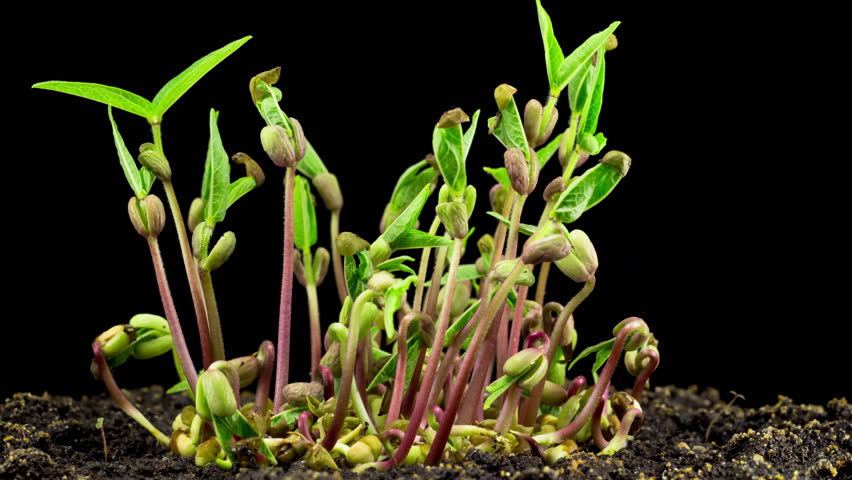 Rotation of Mung Beans Germination Stock Footage Video (100% Royalty ...