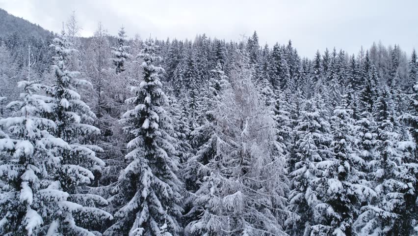 Trees in a Snowy Forest. Stock Footage Video (100% Royalty-free ...