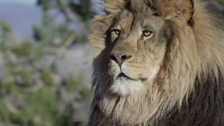 Lion Snap Zoom in Zoo Stockvideos & Filmmaterial (100 % lizenzfrei ...