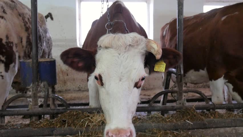 Dirty Cow Shaking His Head Stock Footage Video (100% Royalty-free ...