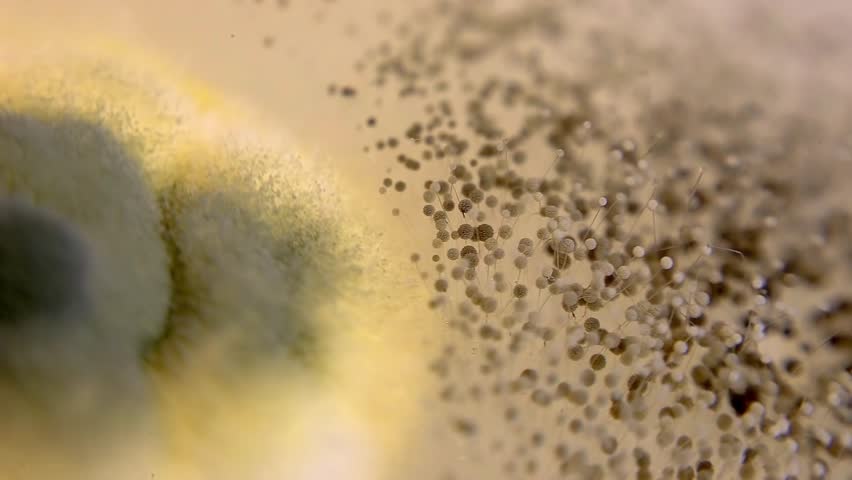 Spore Stock Video Footage - 4K and HD Video Clips | Shutterstock