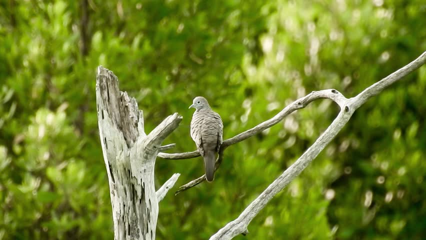 Footage of the Birds (merbok Stock Footage Video (100% Royalty-free ...