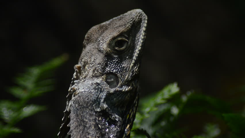 Frilled Lizard - Chlamydosaurus kingii image - Free stock photo ...