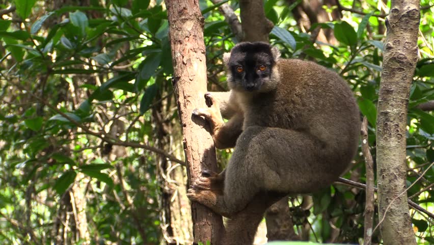 Lemur monkey, common in Madagascar image - Free stock photo - Public ...
