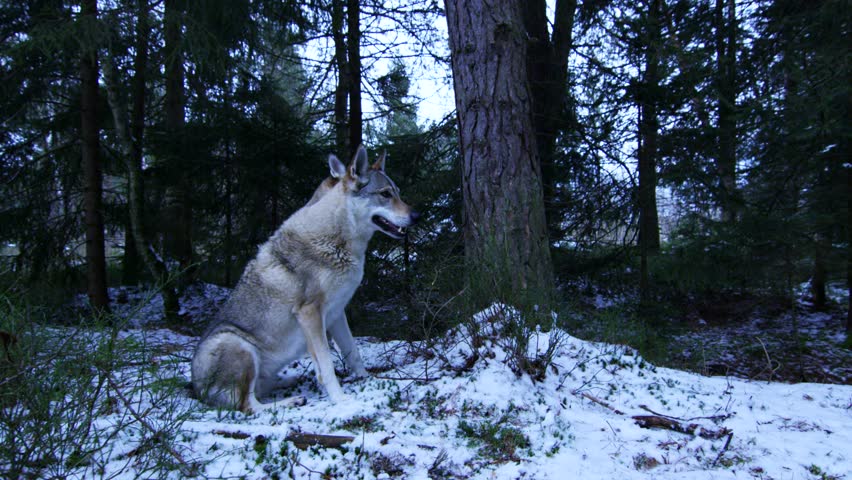 Wolf sitting in the snow image - Free stock photo - Public Domain photo ...