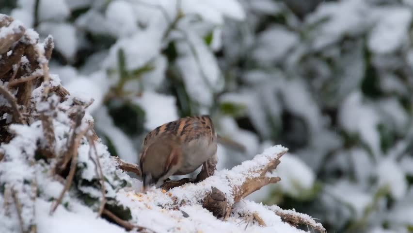 House sparrow in winter snow Stock Video Footage - 4K and HD Video ...