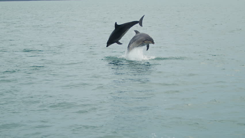 Dolphin Jumping out of the Water image - Free stock photo - Public ...