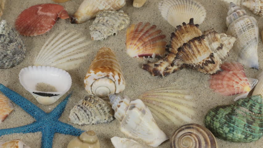 Seashells textures image - Free stock photo - Public Domain photo - CC0 ...