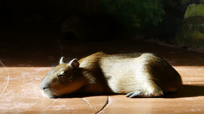 Capybara image - Free stock photo - Public Domain photo - CC0 Images