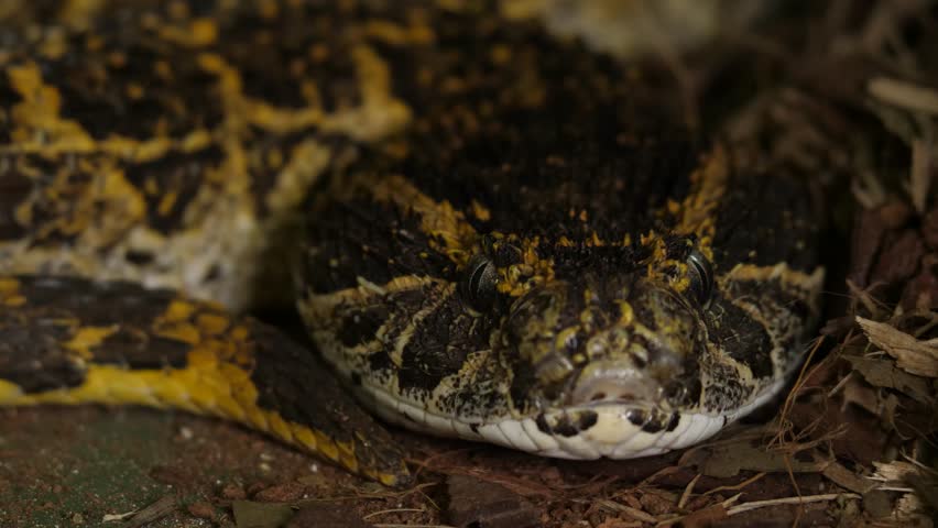 Fer De Lance Viper Stockvideos & Filmmaterial (100 % lizenzfrei ...