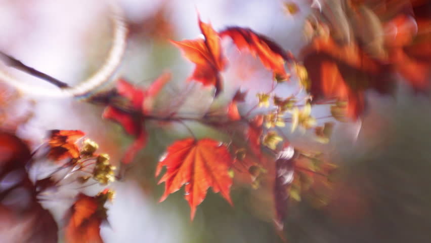 Stock Video Clip of Amazing spring nature scene with flowering maple ...