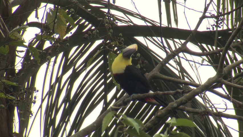Perched Toucan image - Free stock photo - Public Domain photo - CC0 Images