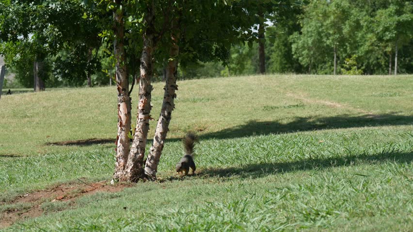 Squirrel Looking up at the tree image - Free stock photo - Public ...