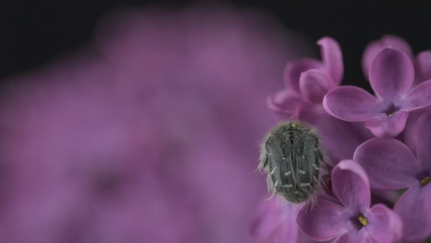 Bug on purple flower image - Free stock photo - Public Domain photo ...