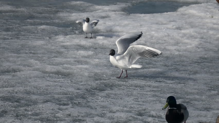 Ruddy Ducks image - Free stock photo - Public Domain photo - CC0 Images