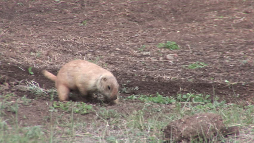 Black-tailed Prairie Dog image - Free stock photo - Public Domain photo ...