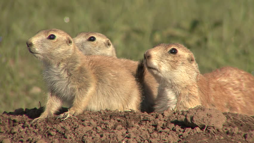 Prairie Dog image - Free stock photo - Public Domain photo - CC0 Images