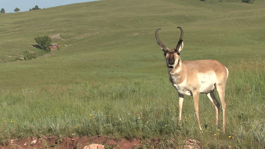 Pronghorn Antelope - Antilocapra americana image - Free stock photo ...