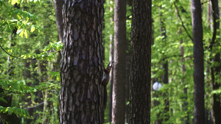 Squirrel Looking up at the tree image - Free stock photo - Public ...