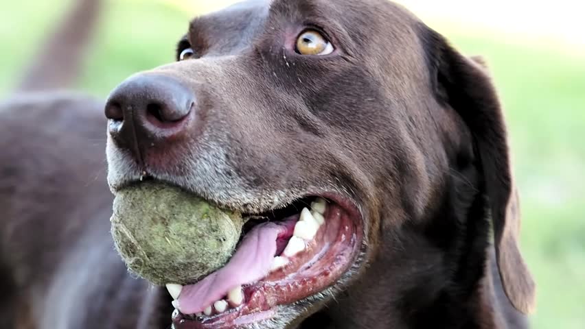 Drool Stock Footage Video | Shutterstock