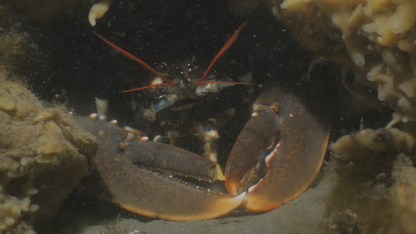 European Lobster - Homarus gammarus image - Free stock photo - Public ...
