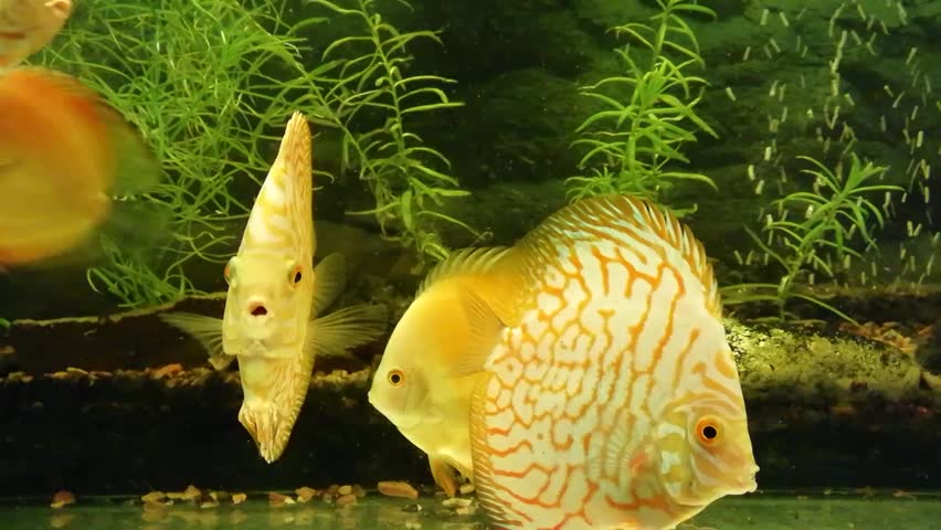The discus Fish - Symphysodon image - Free stock photo - Public Domain ...