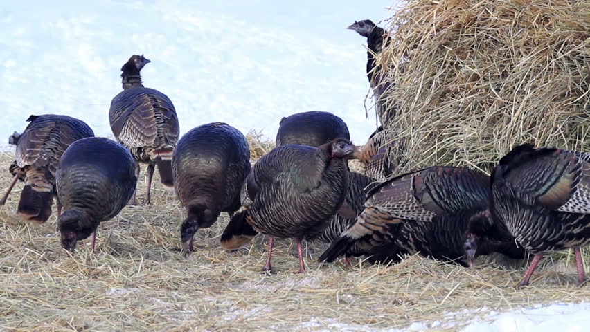 Wild Turkey Walking, Flying And Scratching In Ground And Snow In Winter ...