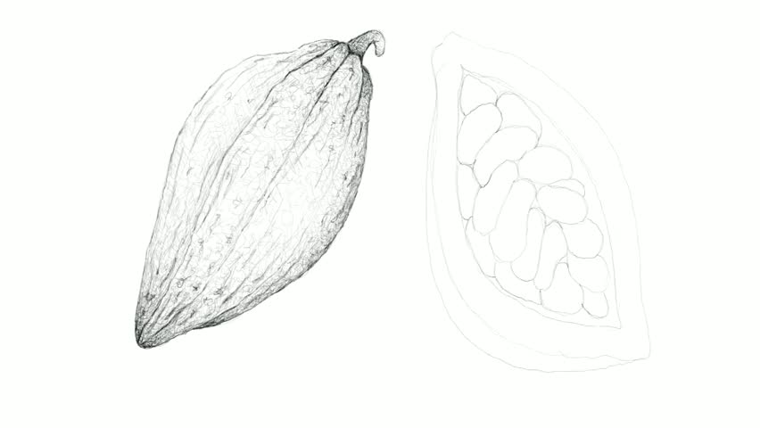 Seed pods hanging from a tree image - Free stock photo - Public Domain ...