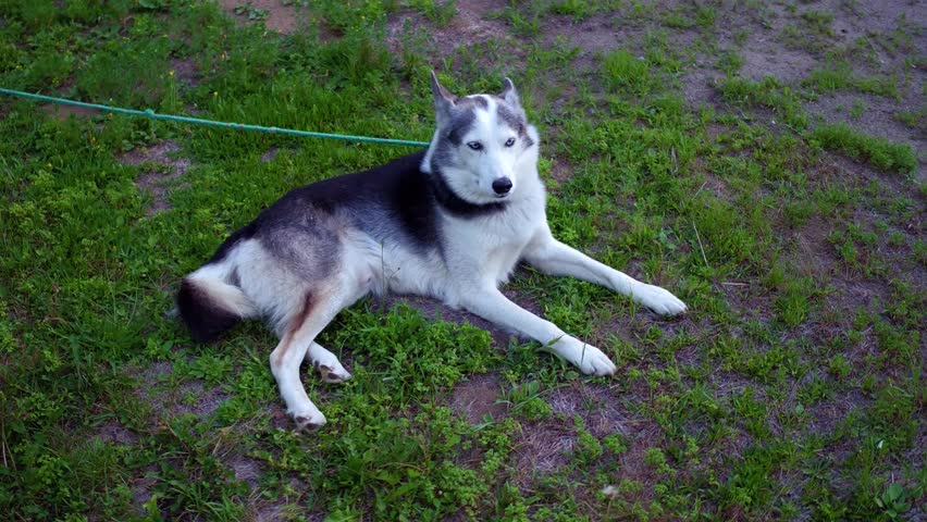 Happy Alaskan Husky Dog Laying Video de stock (totalmente libre de ...