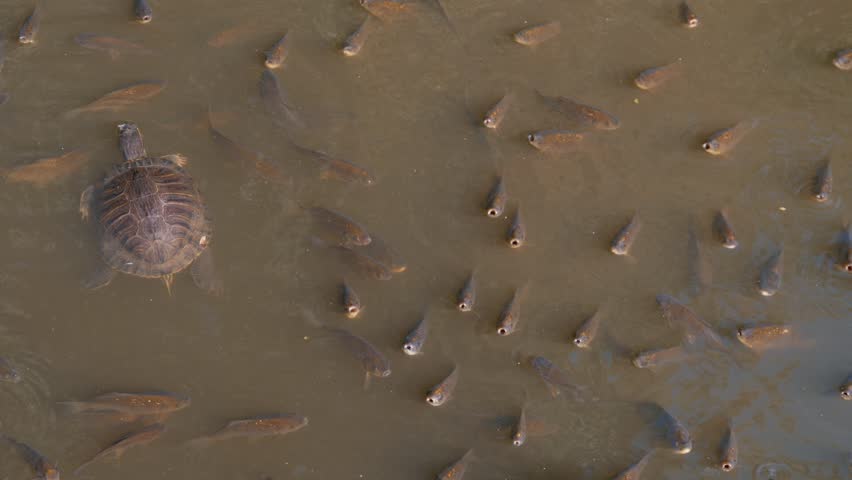 Small green turtle on rock image - Free stock photo - Public Domain ...