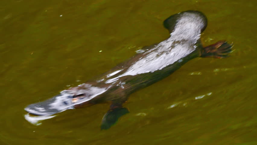Platypus Stock Video Footage - 4K and HD Video Clips | Shutterstock