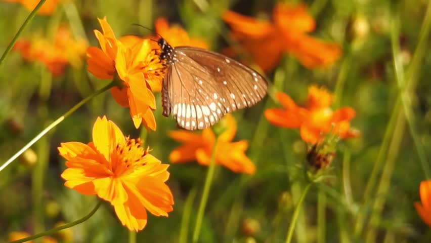 Green and black butterfly on grass image - Free stock photo - Public ...