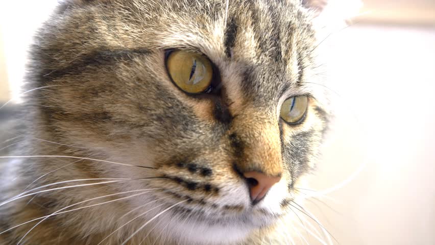 4k Angry Looking Cat Close Stock Footage Video (100% Royalty-free ...