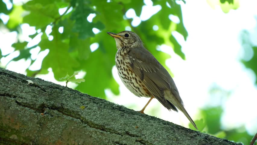 Small Bird Perched on a Tree image - Free stock photo - Public Domain ...