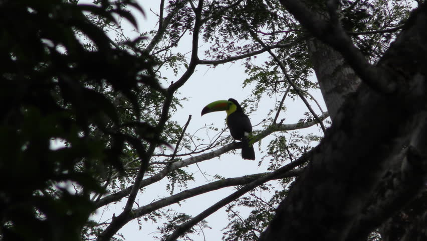 Perched Toucan image - Free stock photo - Public Domain photo - CC0 Images