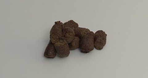 Dog Poop Stock Video Footage - 4K and HD Video Clips | Shutterstock